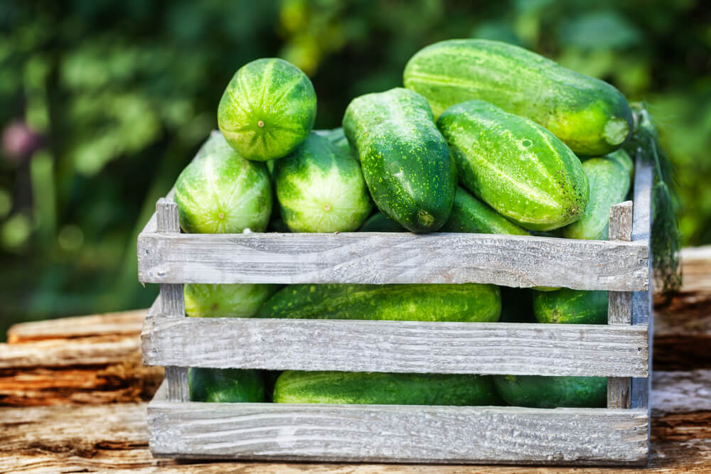 Benefits of Cucumber And What You Need To Know - The beauty of Nature