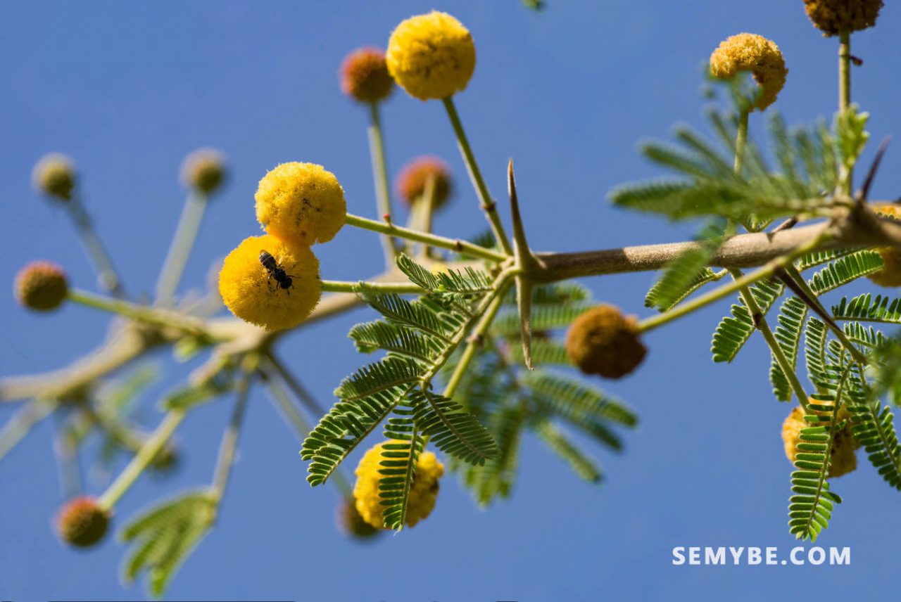 Acacia Nilotica - The beauty of Nature