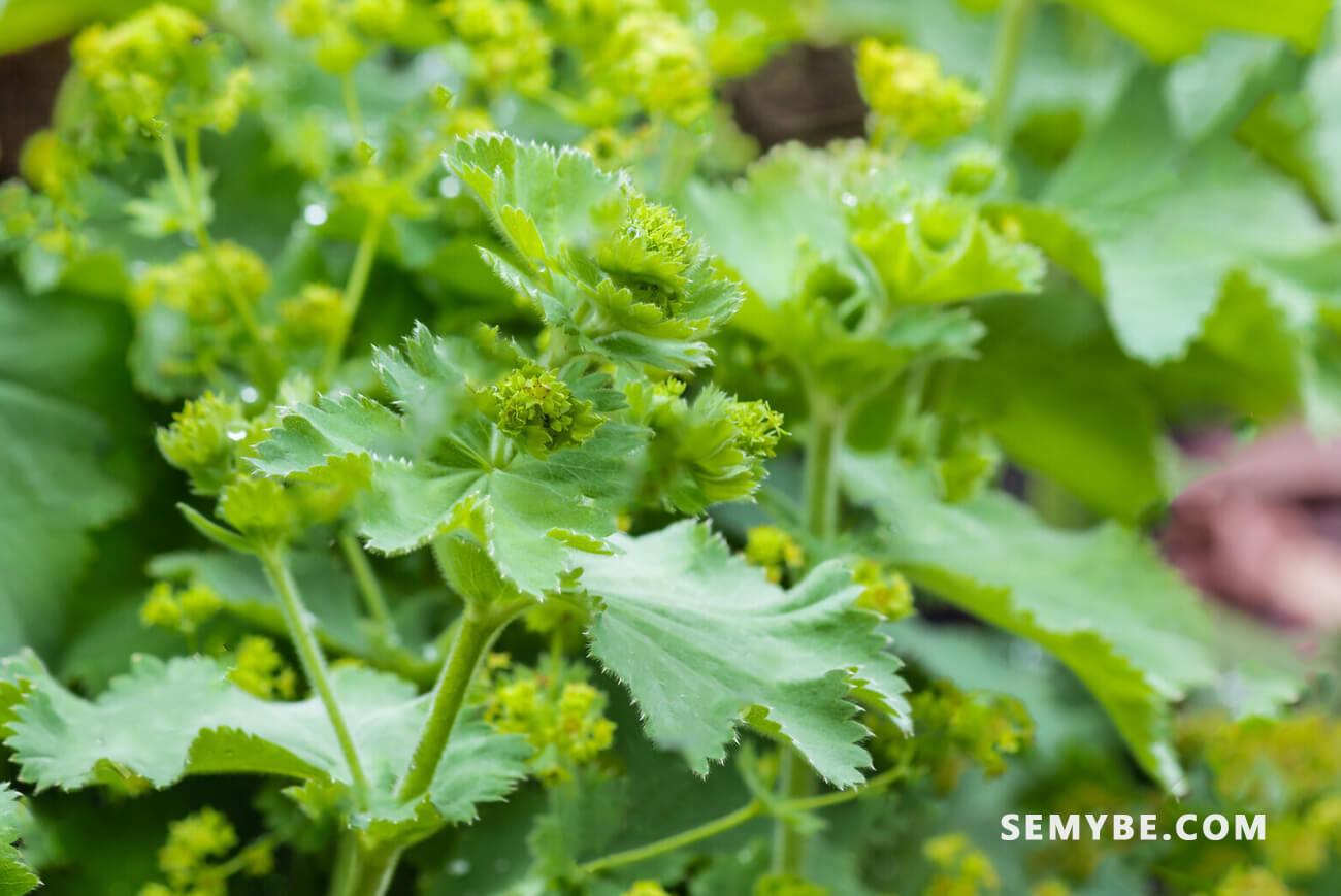 Alchemilla Vulgaris - The beauty of Nature