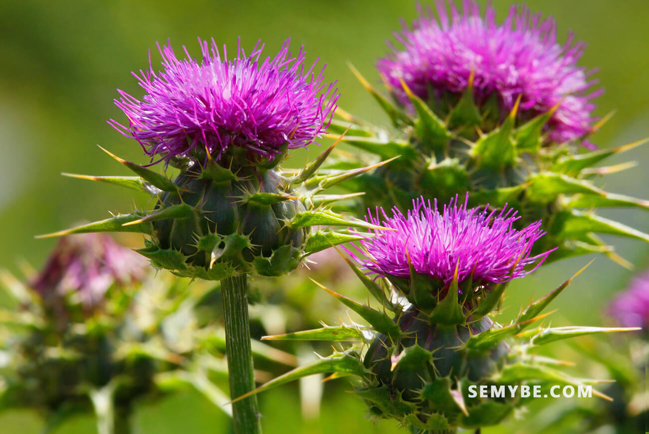 Carduus Marianus - The beauty of Nature