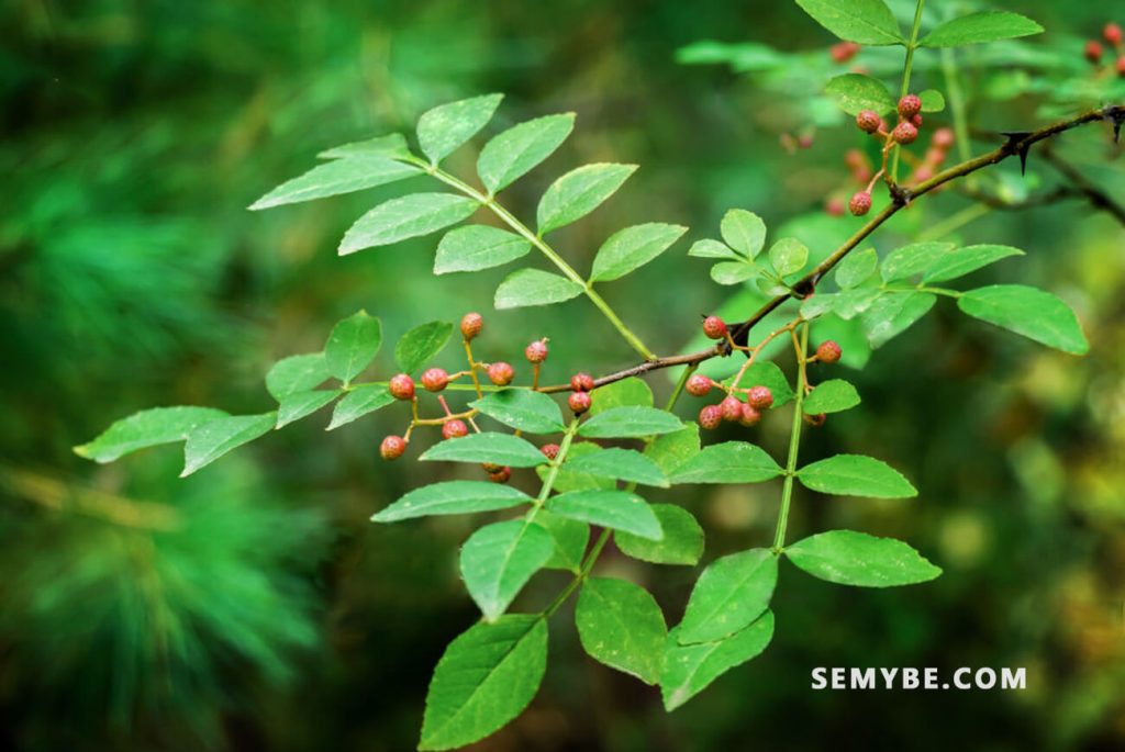 Zanthoxylum Americanum - The beauty of Nature