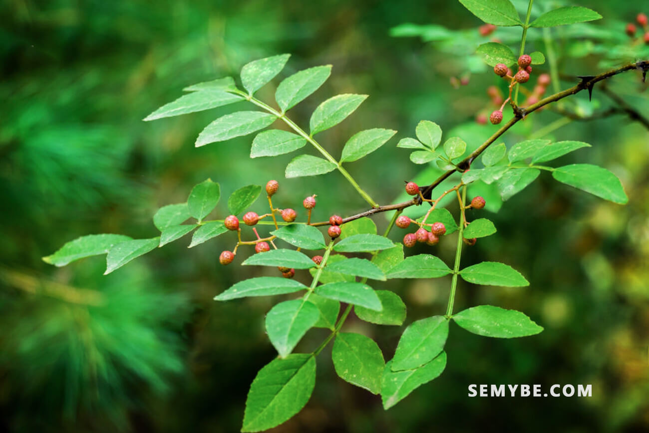 Zanthoxylum Americanum - The beauty of Nature