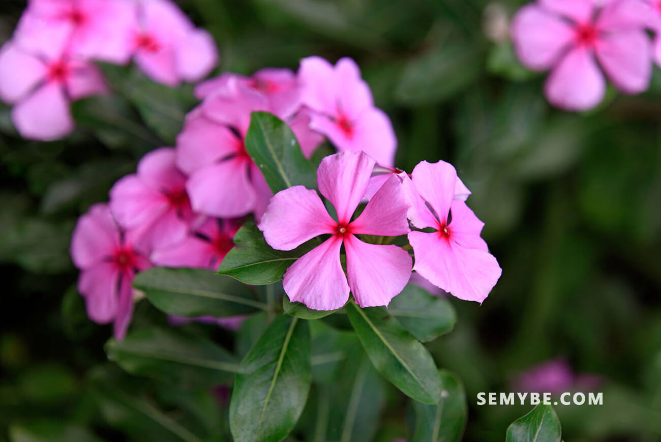 Catharanthus Roseus - The beauty of Nature