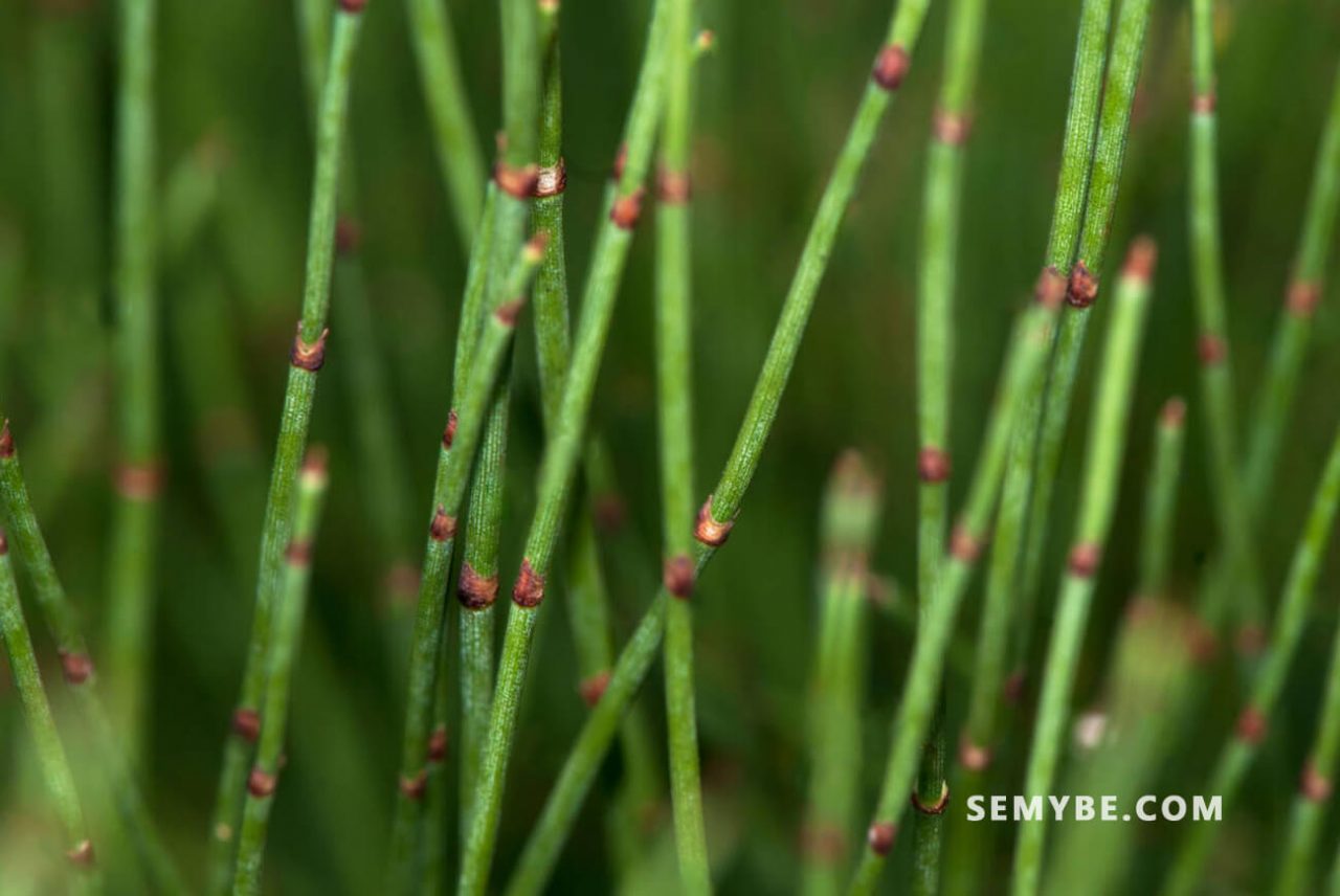 Ephedra Sinica - The beauty of Nature