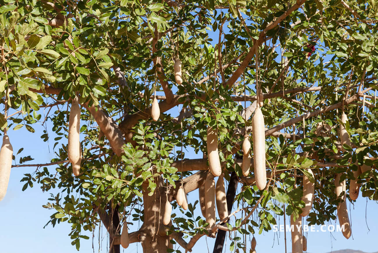 Kigelia Africana - The beauty of Nature
