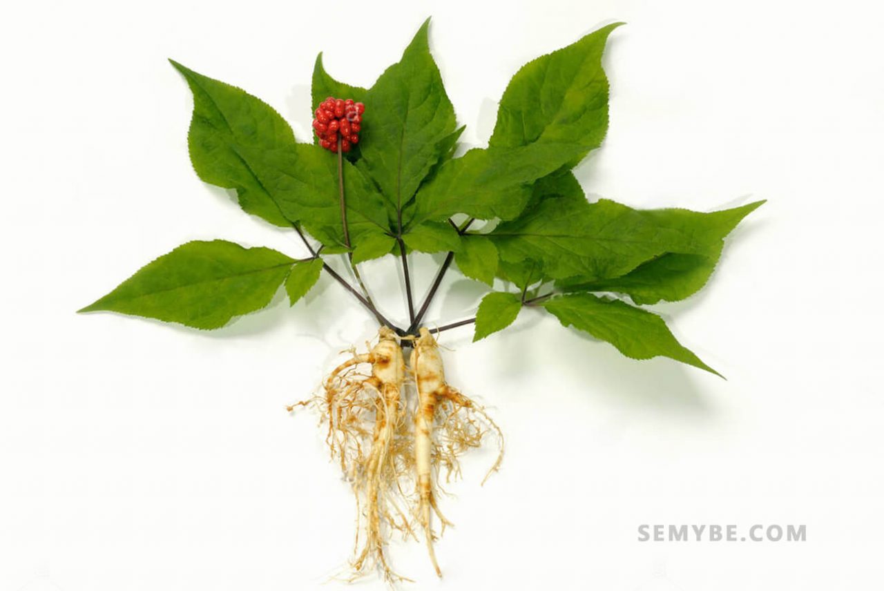 Panax Ginseng - The beauty of Nature