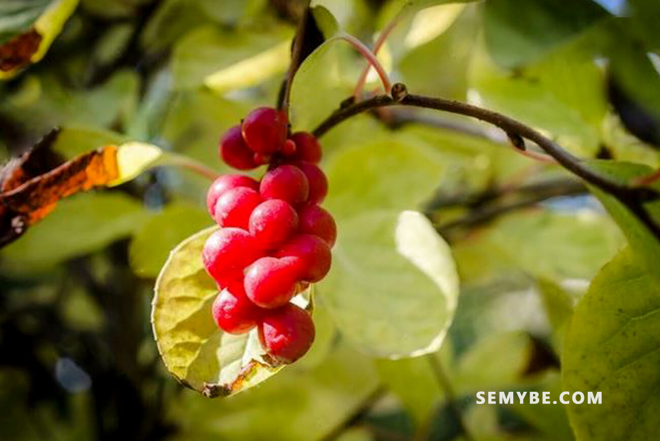 Schisandra Chinensis - Drinks and Foods Culture