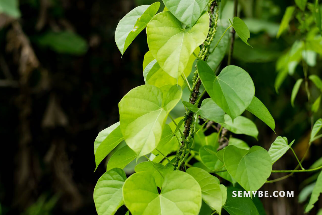 Tinospora Bakis - The beauty of Nature
