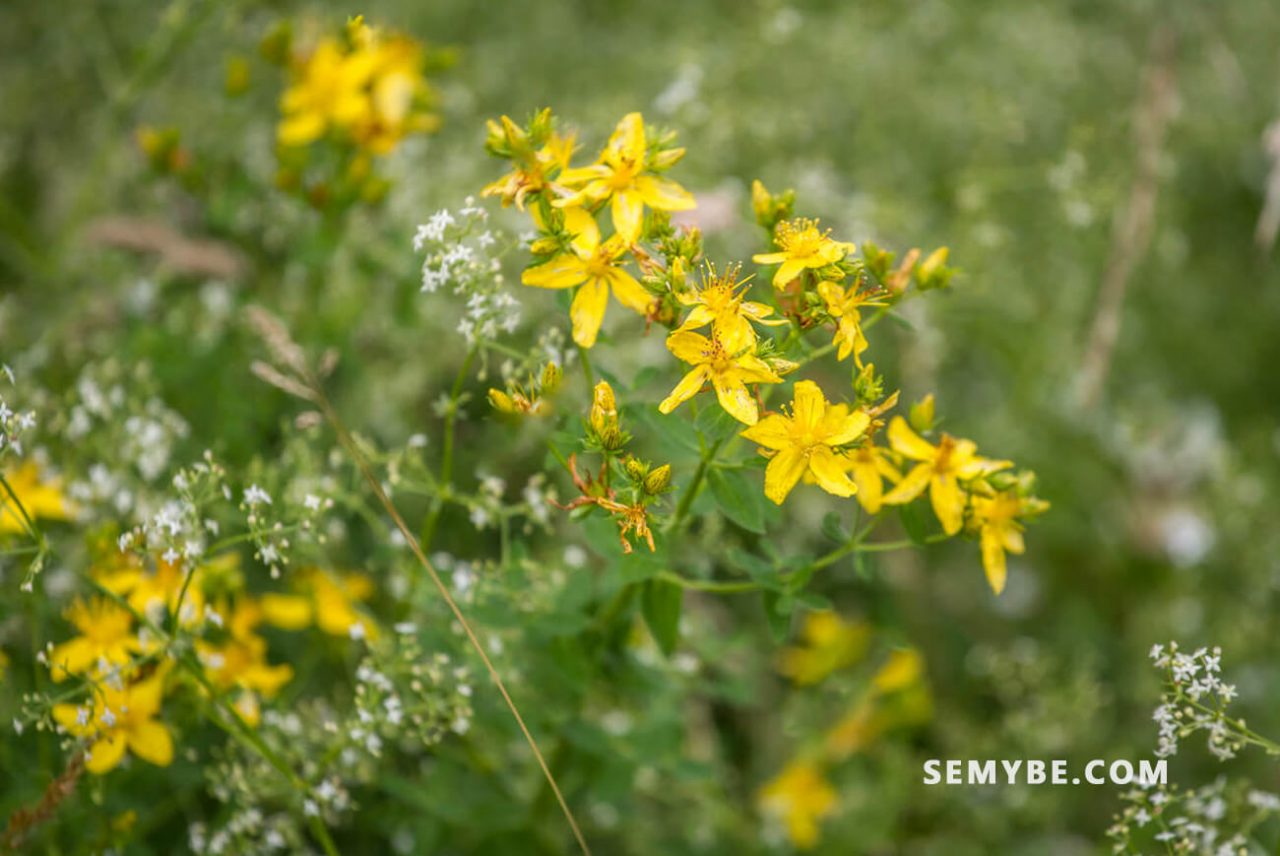 Hypericum Perforatum - The beauty of Nature